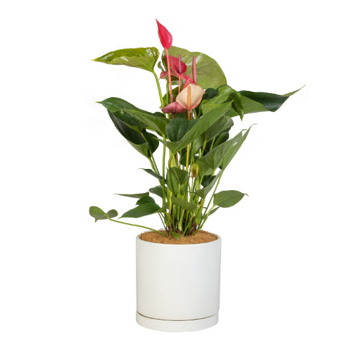 Anthurium - Absolutely Beautiful Flowers
